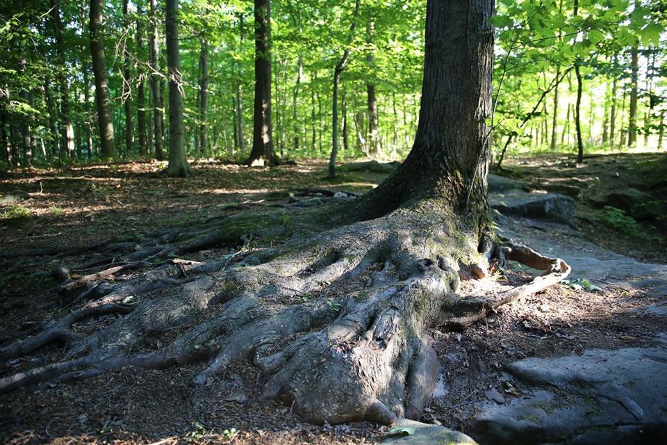 Camp Christoper Reflections | Friends of Camp Christopher